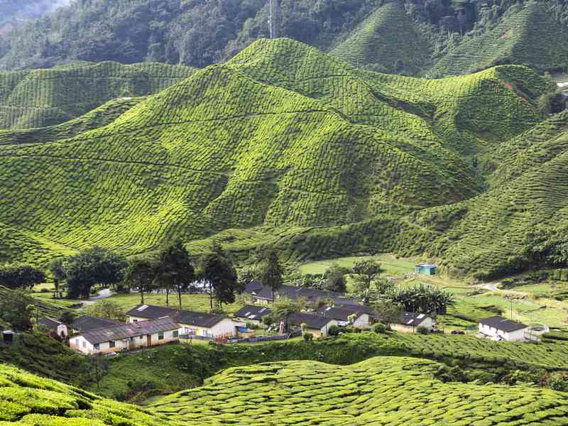 Cameron Highlands